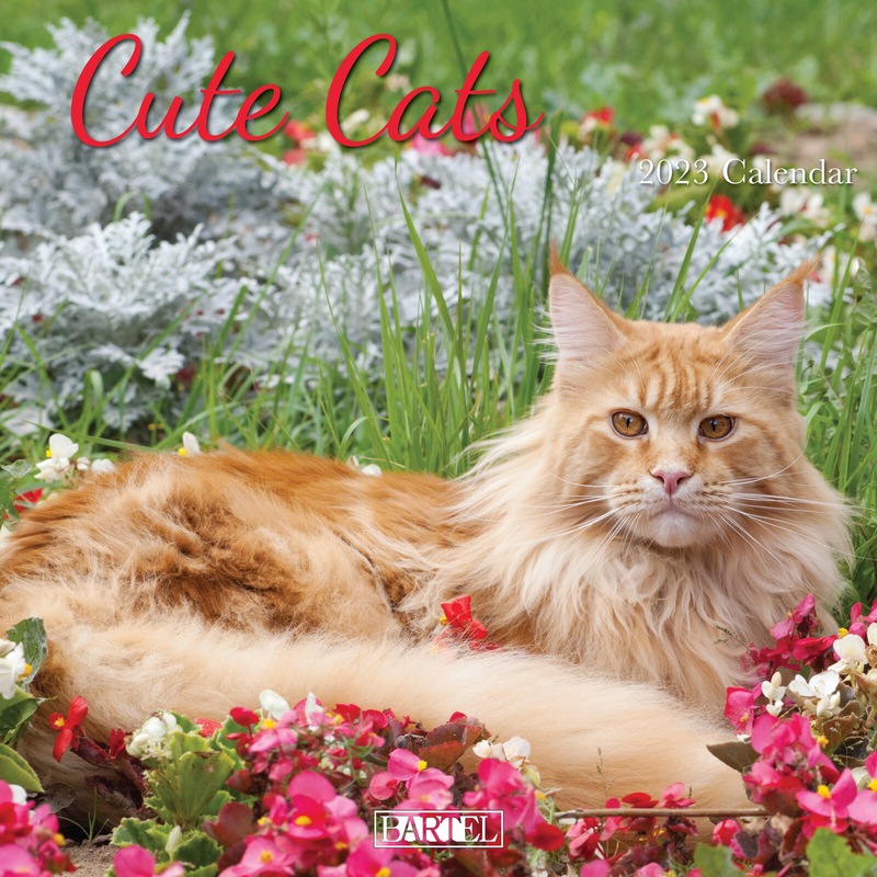 Buy 2023 Calendar Cute Cats Ruby Square Wall by Bartel RB317 - MyDeal
