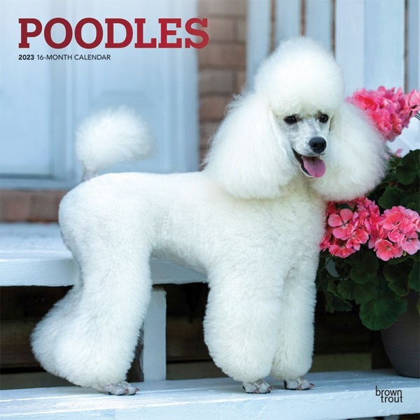 Buy 2023 Calendar Poodles 16-Month Square Wall, Browntrout - MyDeal ...