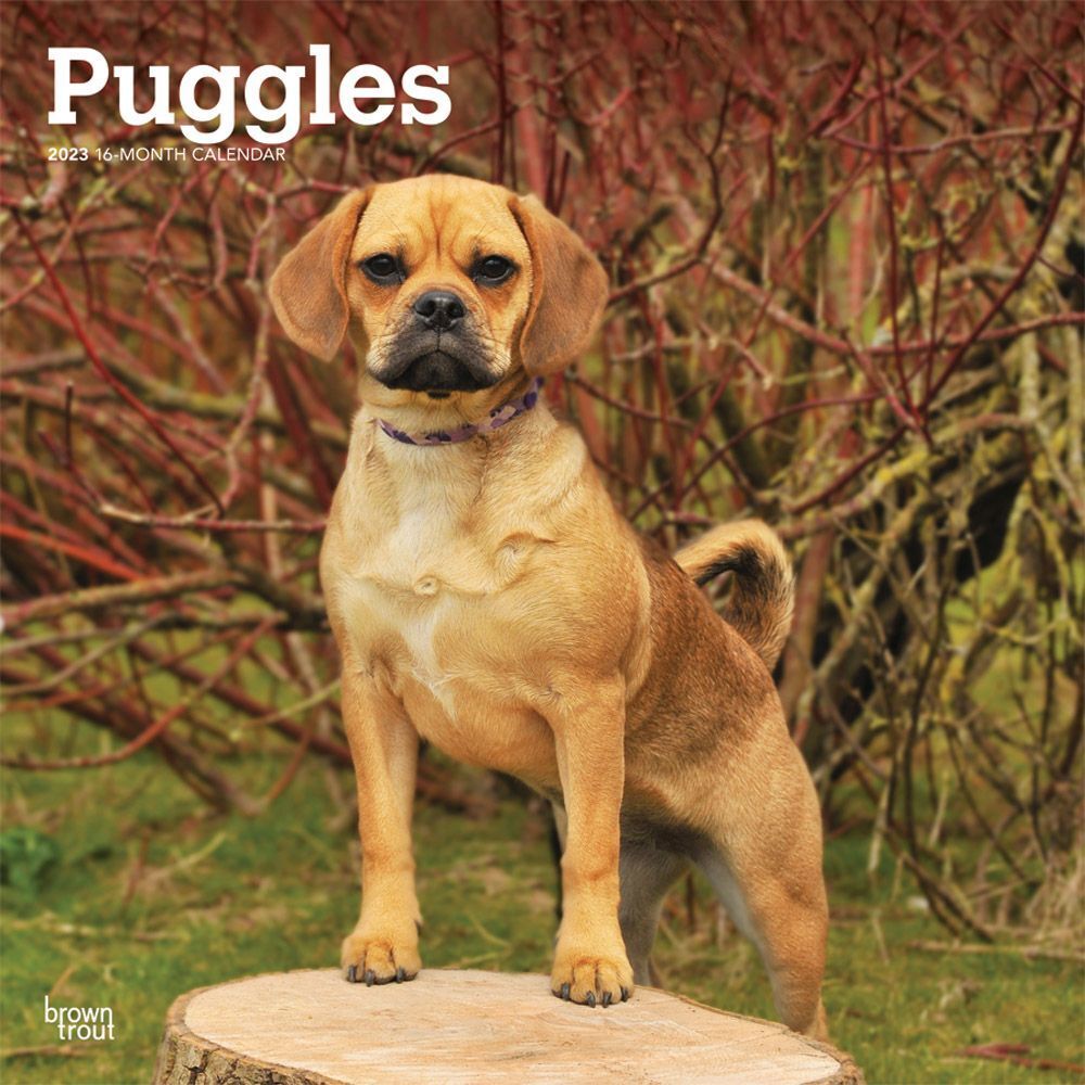 Buy 2023 Calendar Puggles 16-Month Square Wall, Browntrout - MyDeal Australia