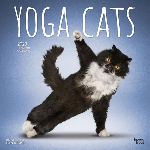 Buy 2023 Calendar Yoga Cats 16-Month Square Wall, Browntrout - MyDeal ...