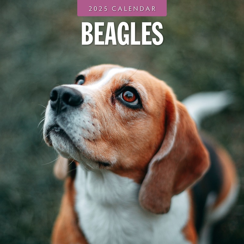 Buy 2025 Calendar Beagles 16-Month Square Wall Red Robin RR250059 - MyDeal