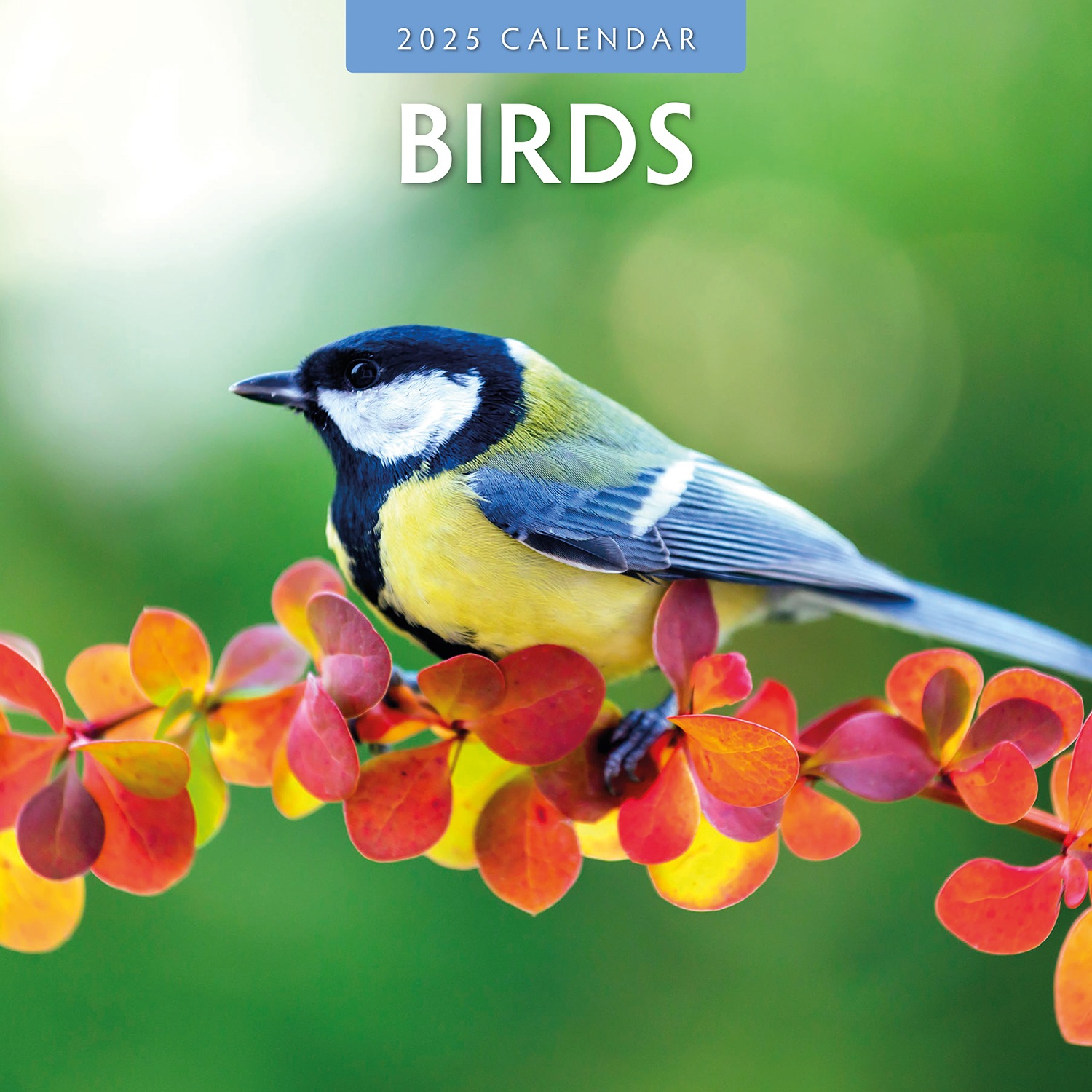 Buy 2025 Calendar Birds 16-Month Square Wall Red Robin RR250006 ...