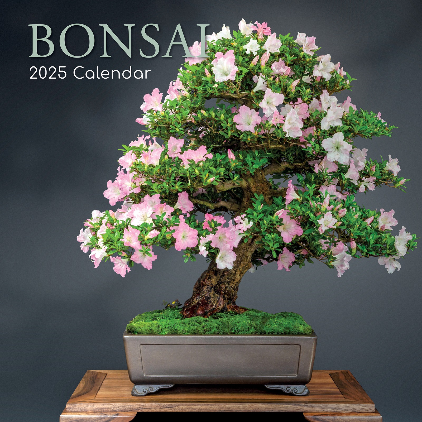 Buy 2025 Calendar Bonsai 16-Month Square Wall Gifted Stationery ...