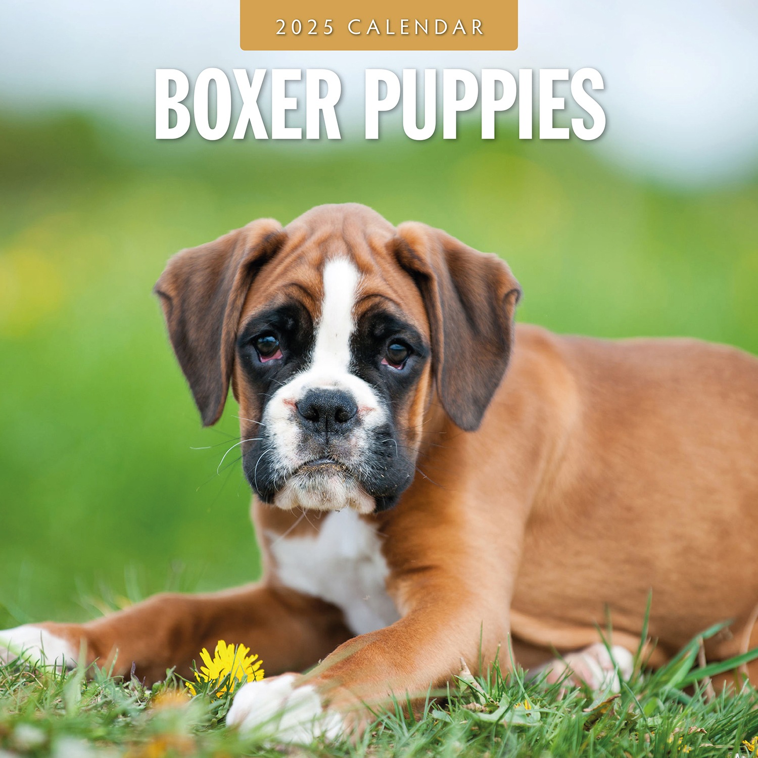 Buy 2025 Calendar Boxer Puppies 16-Month Square Wall Red Robin RR250073 ...