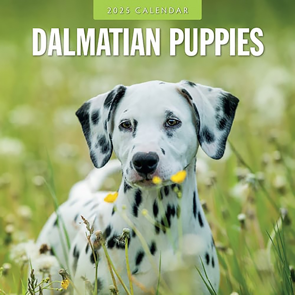 Buy 2025 Calendar Dalmatian Puppies 16-Month Square Wall Red Robin ...