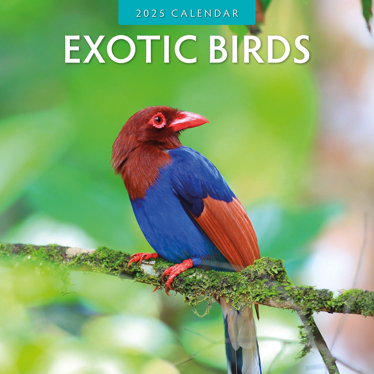 Buy 2025 Calendar Exotic Birds 16-Month Square Wall Red Robin RR250022 ...