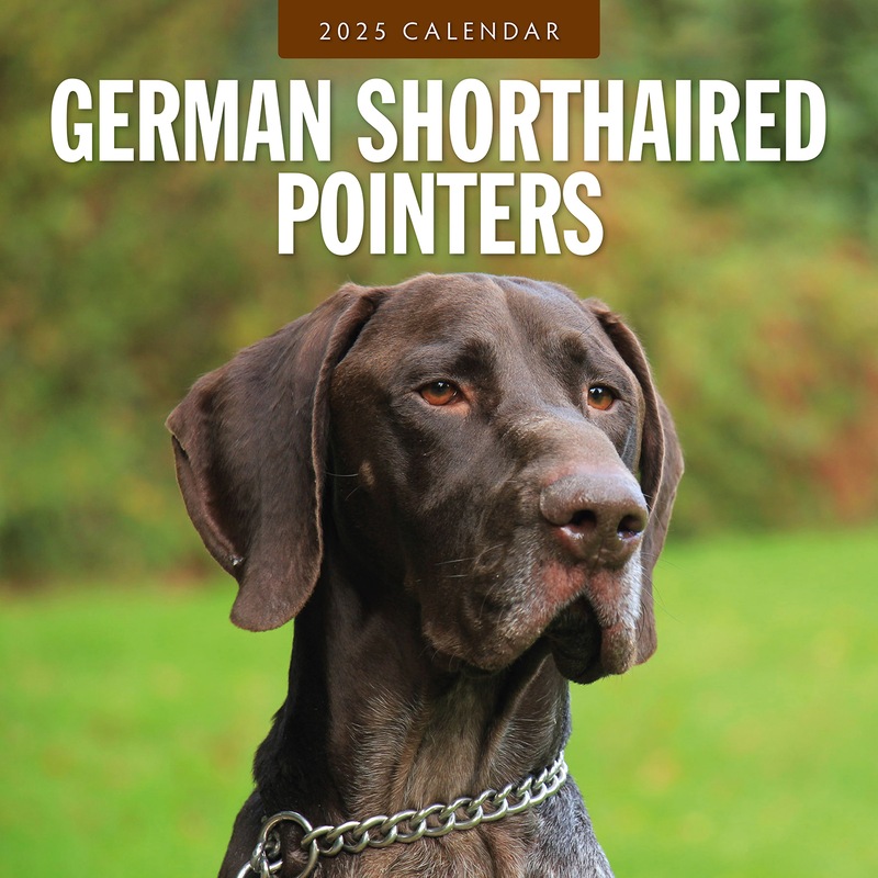 Buy 2025 Calendar German Shorthaired Pointers 16-Month Square Wall Red ...