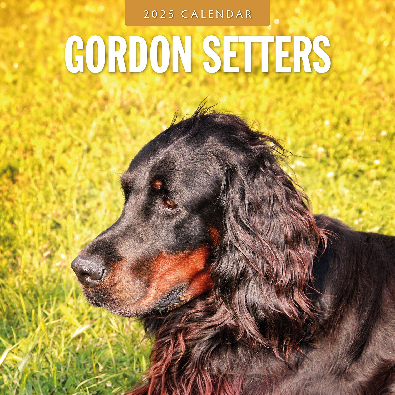 Buy 2025 Calendar Gordon Setters 16-Month Square Wall Red Robin ...