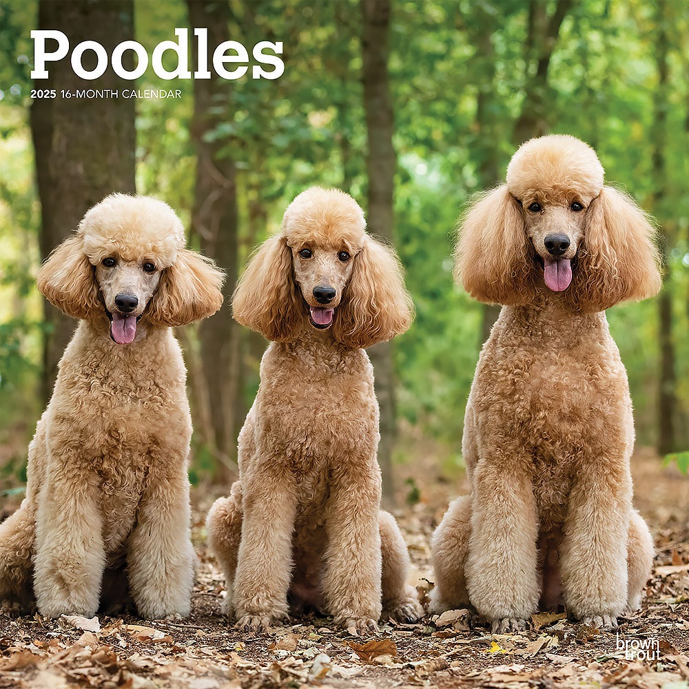 Buy 2025 Calendar Poodles 16-Month Square Wall Browntrout BT77547 ...
