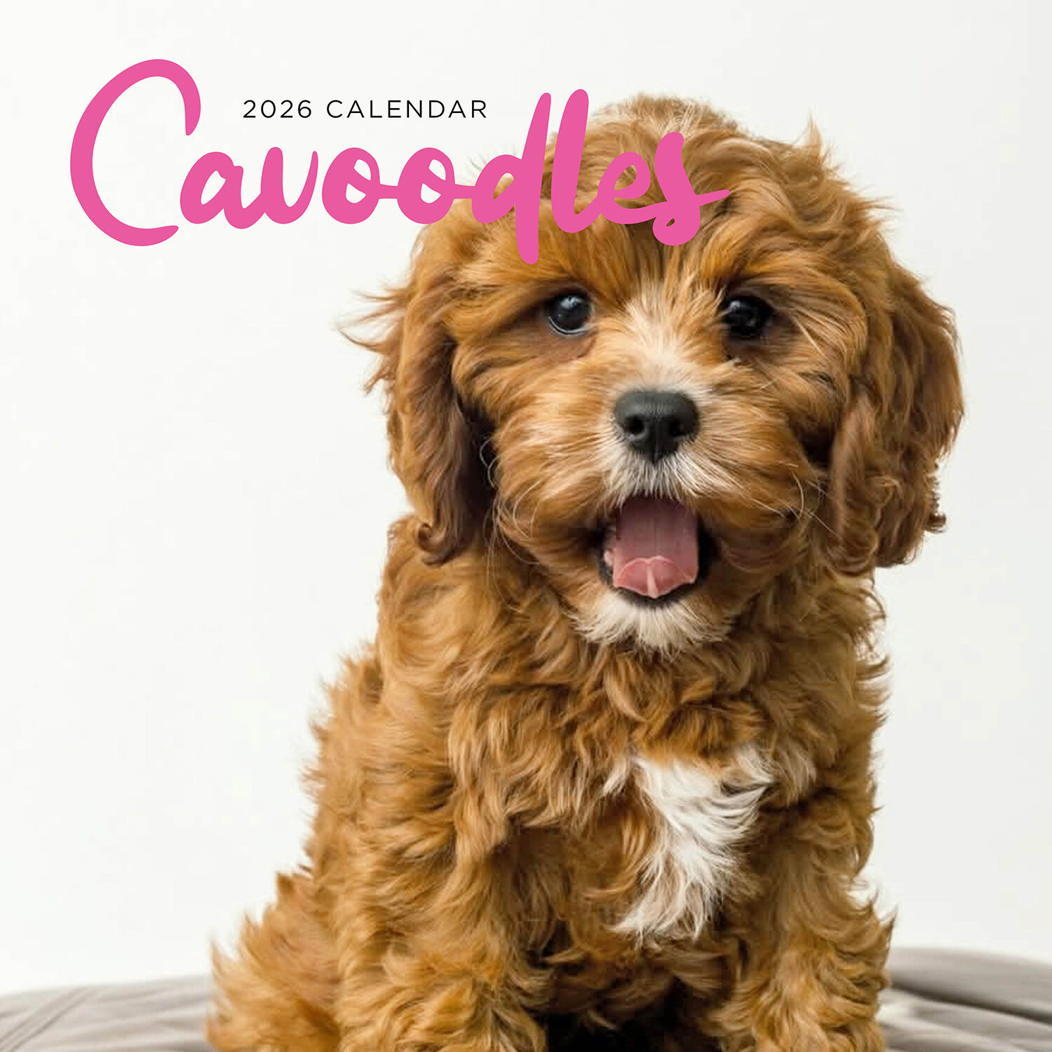 Buy 2026 Calendar Cavoodles Square Wall Paper Pocket CAB44 - MyDeal ...
