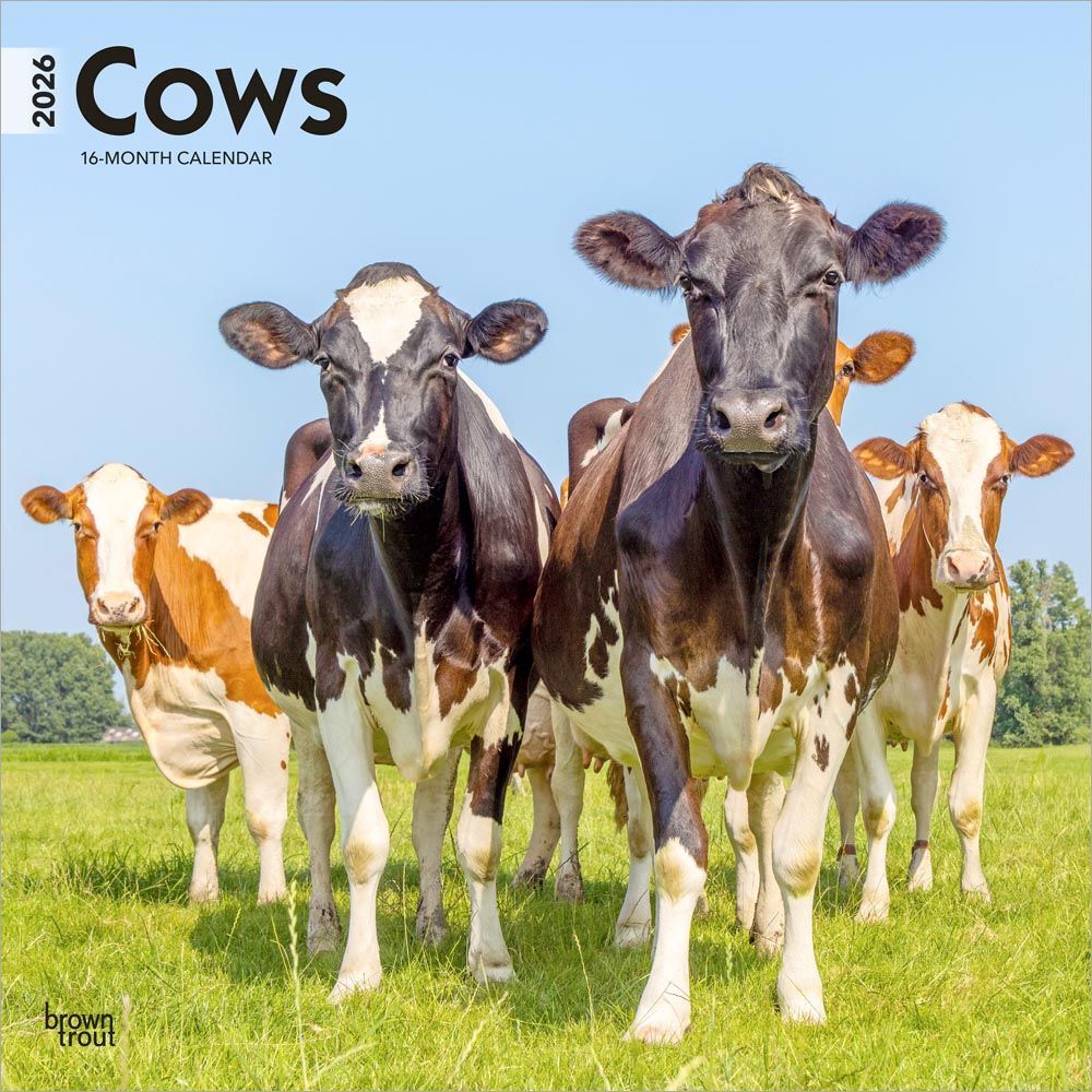 Buy 2026 Calendar Cows 16-Month Square Wall, BrownTrout BT03067 ...
