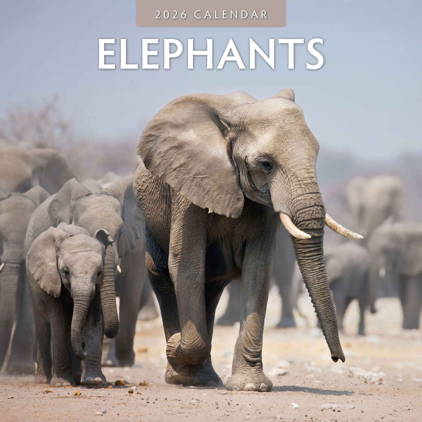 Buy 2026 Calendar Elephants 16-Month Square Wall, Red Robin RR261027 ...