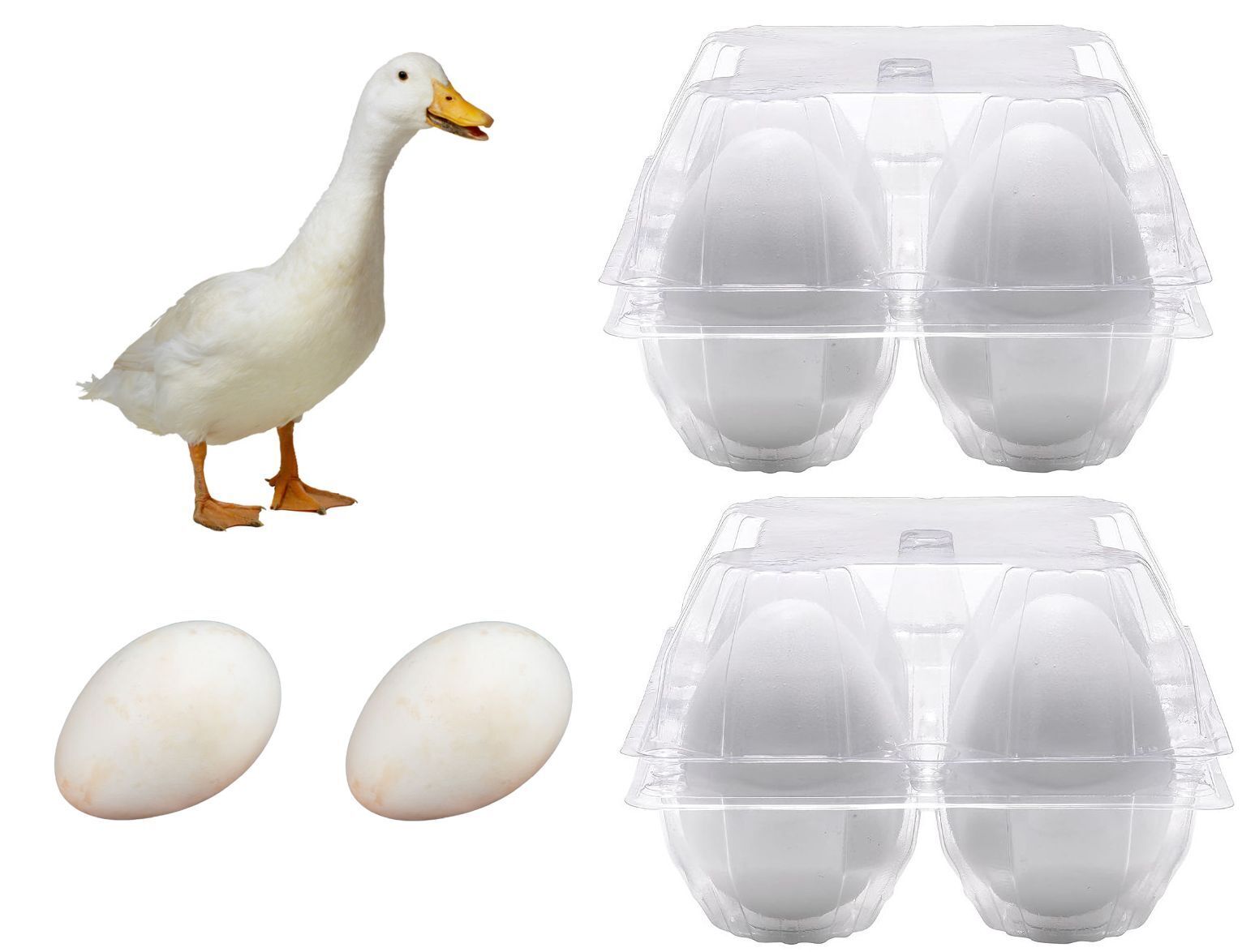 Buy FTYP 25 X Extra Large Clear Goose Egg Cartons For 4 Xl Eggs ...