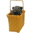 Buy Wizard of Oz Dorothy Toto Basket - MyDeal