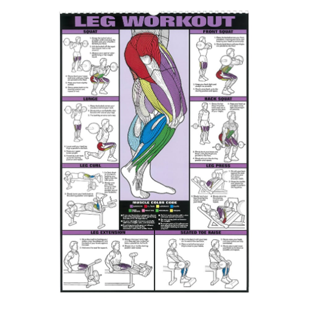 Buy Gym Workout Poster All Body Abs Bicep Chest Back Tricep Leg ...