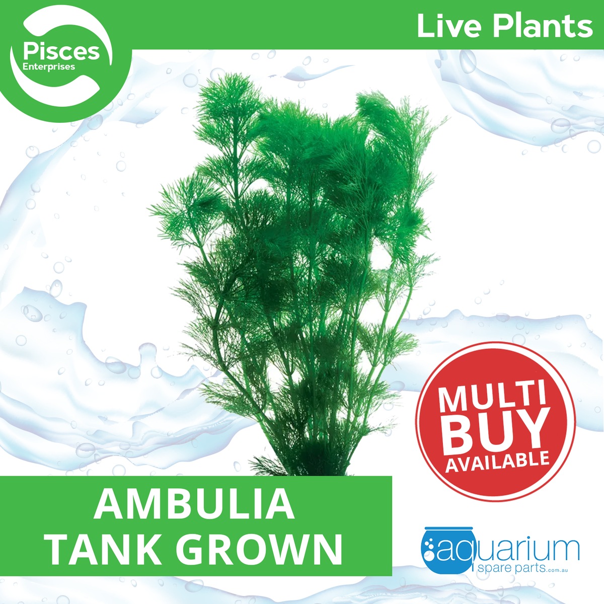 Buy Pisces Live Plant Ambulia Tank Grown Plants (110100) - MyDeal Australia