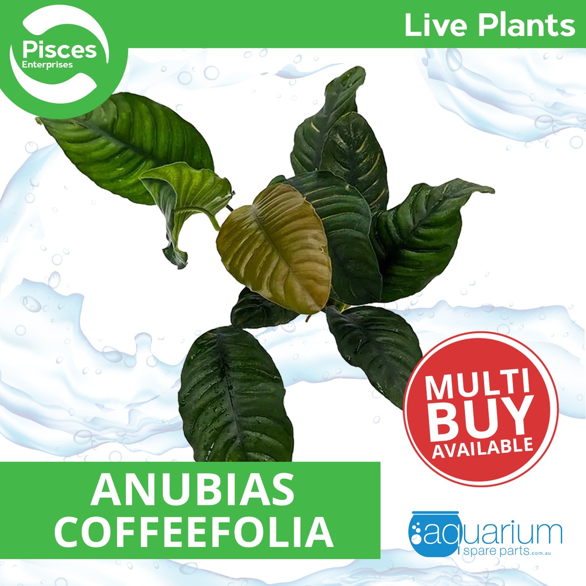 Buy Pisces Live Plant Anubias Coffeefolia (111232) - MyDeal Australia