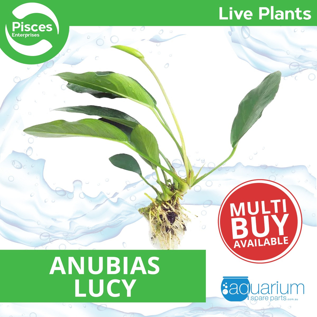 Buy Pisces Live Plant Anubias Lucy (111243) - MyDeal Australia