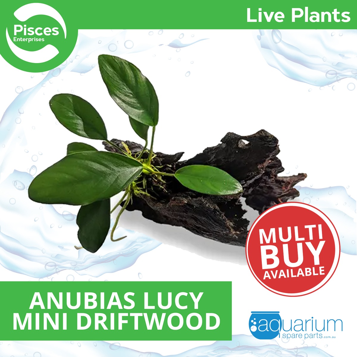 Buy Pisces Live Plant Anubias Lucy - Mini Driftwood - MyDeal Australia