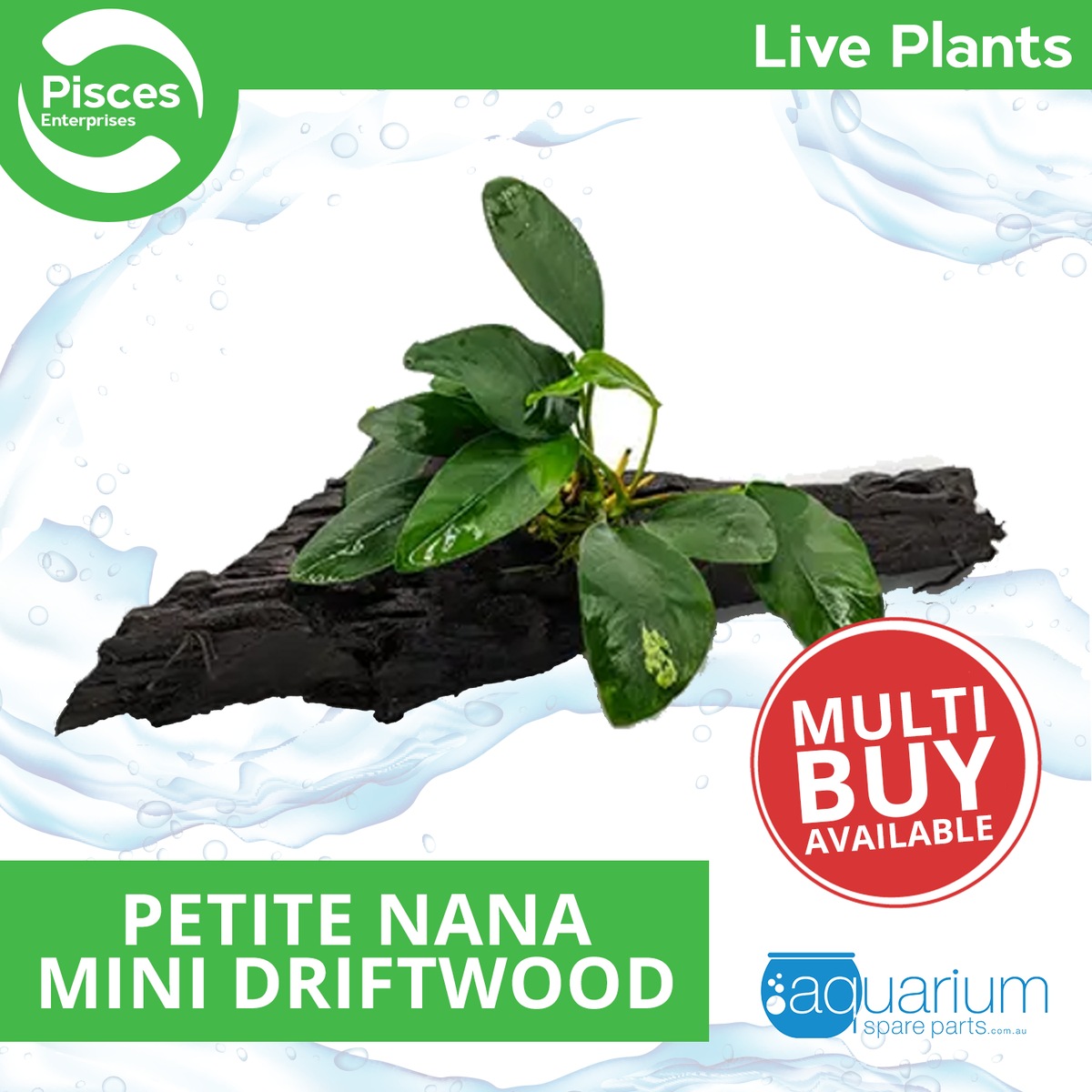 Buy Pisces Live Plant Anubias Petite Nana - Mini Driftwood - MyDeal ...