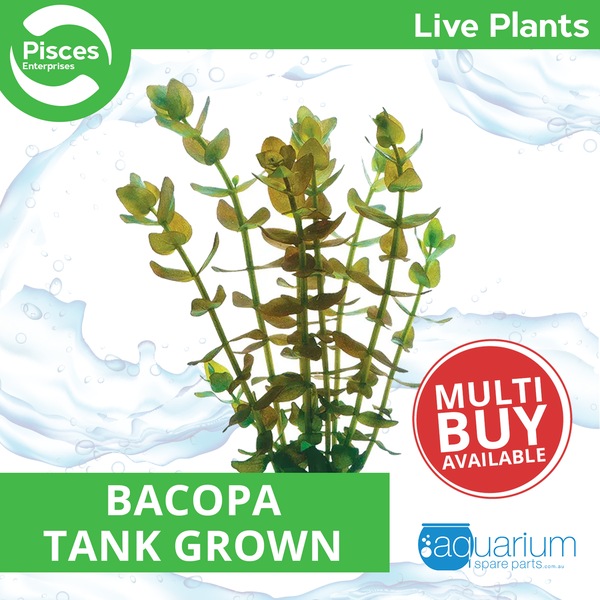 Buy Pisces Live Plant Bacopa Tank Grown Plants (110110) - MyDeal Australia