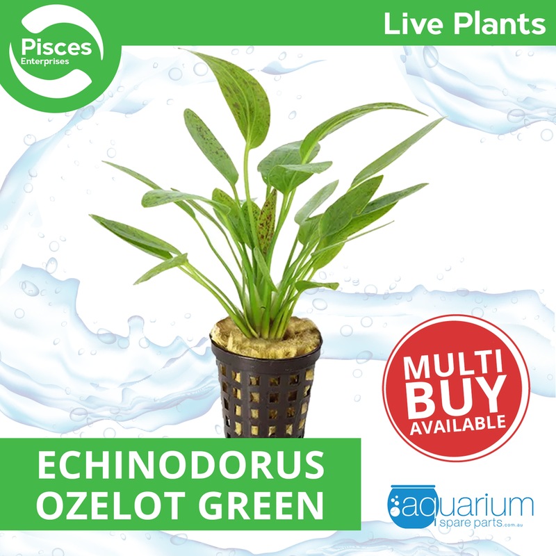 Buy Pisces Live Plant Echinodorus Ozelot Green 5cm Pot (110996) - MyDeal