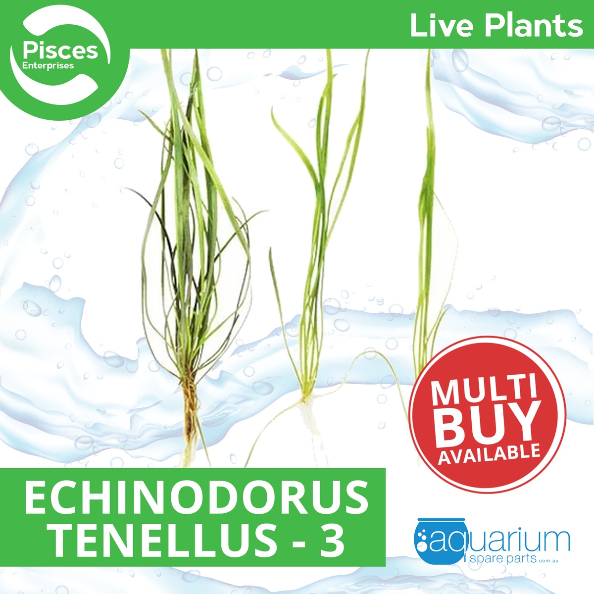 Buy Pisces Live Plant Echinodorus Tenellus - 3 Chains (151295) - MyDeal ...