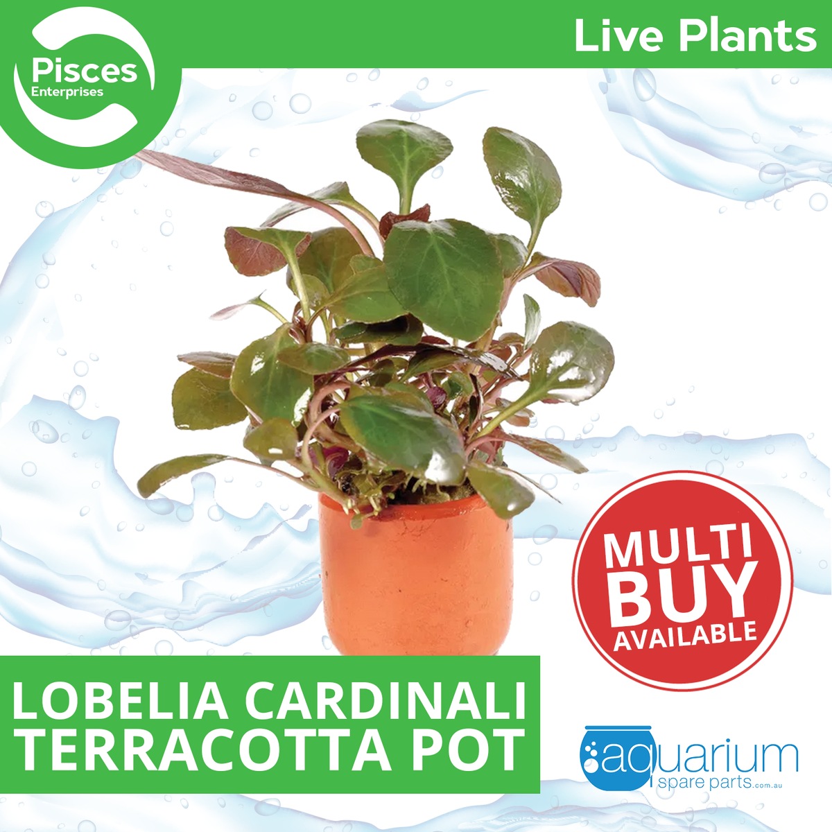 Buy Pisces Live Plant Lobelia Cardinalis - Terracotta 3cm Pot (111045 ...