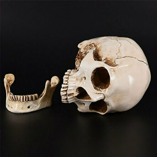 Buy Human Skull Replica Resin Model Medical Realistic lifesize 1:1 ...