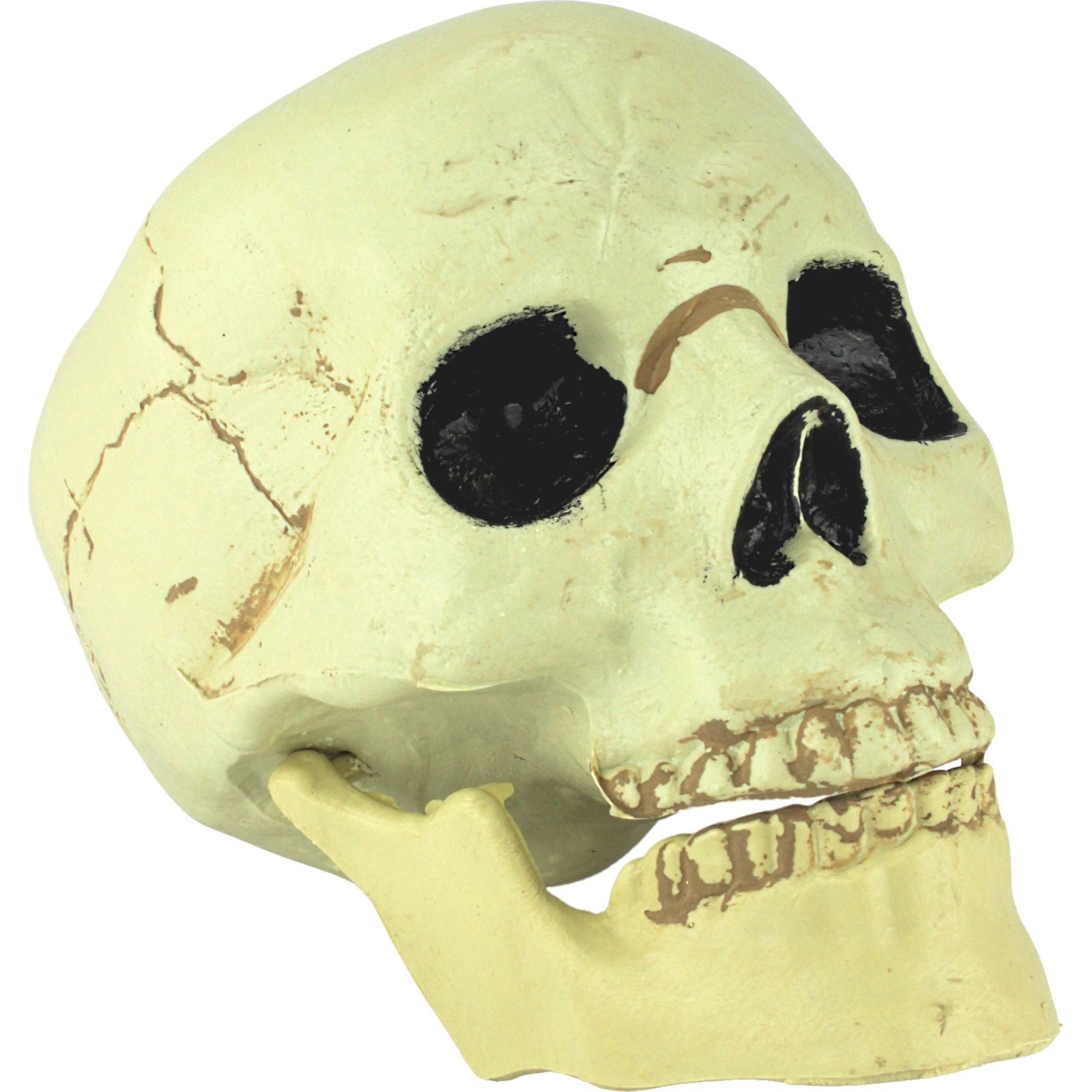Buy Plastic Skull Head With Hinged Jaw - MyDeal Australia