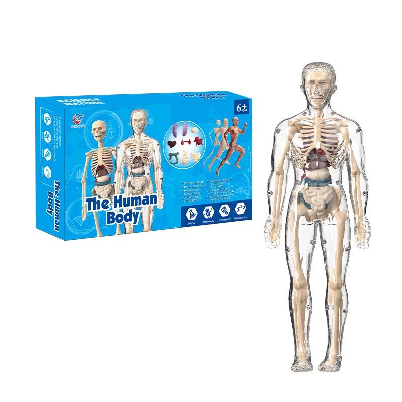 Buy Transparent Full Body Skeleton Toy DIY Human Organ Puzzle ...