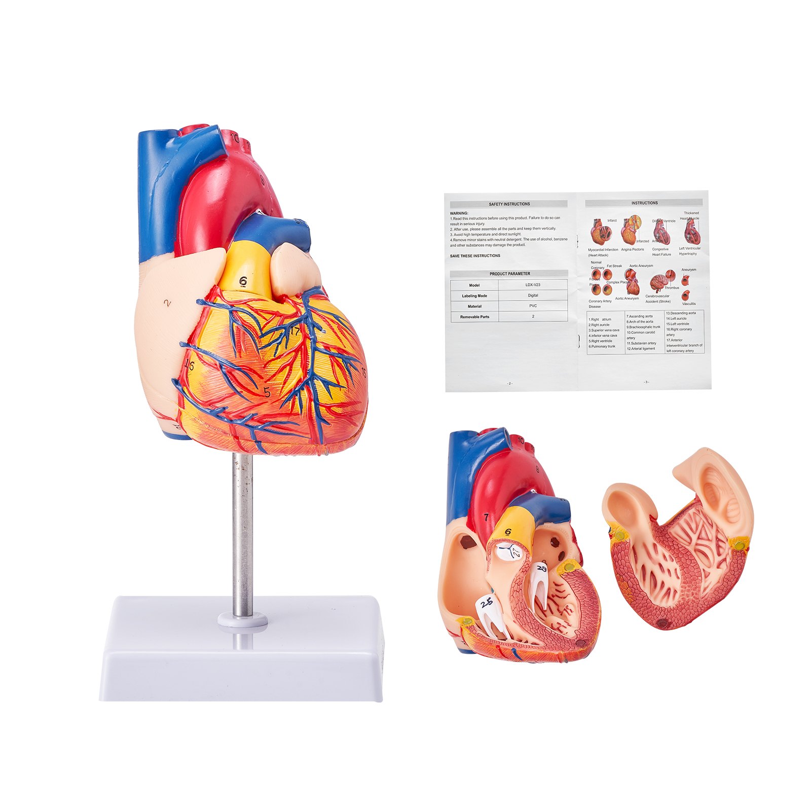 Buy Anatomical Human Heart Model Heart Teaching Model 1:1 Life Size 2 ...