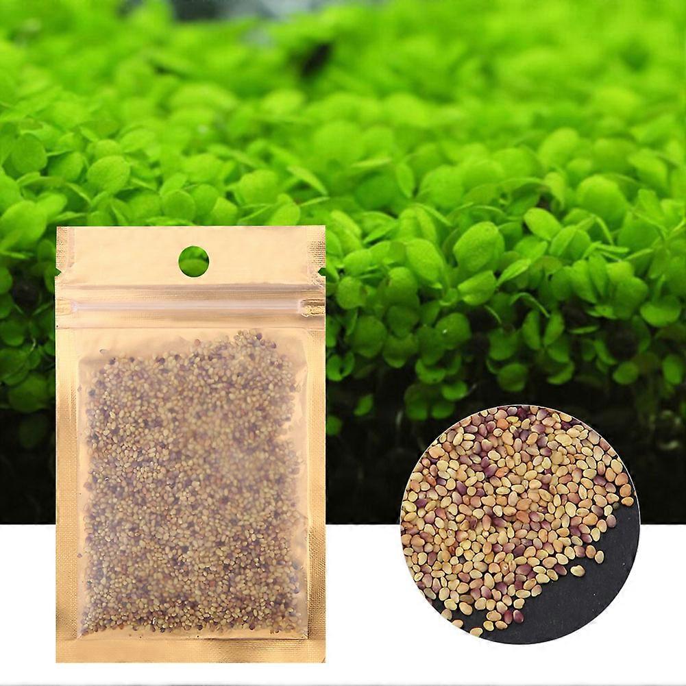 Buy 10g Easy Water Aquatic Live Grow Plants Seed Fish Tank Aquarium ...