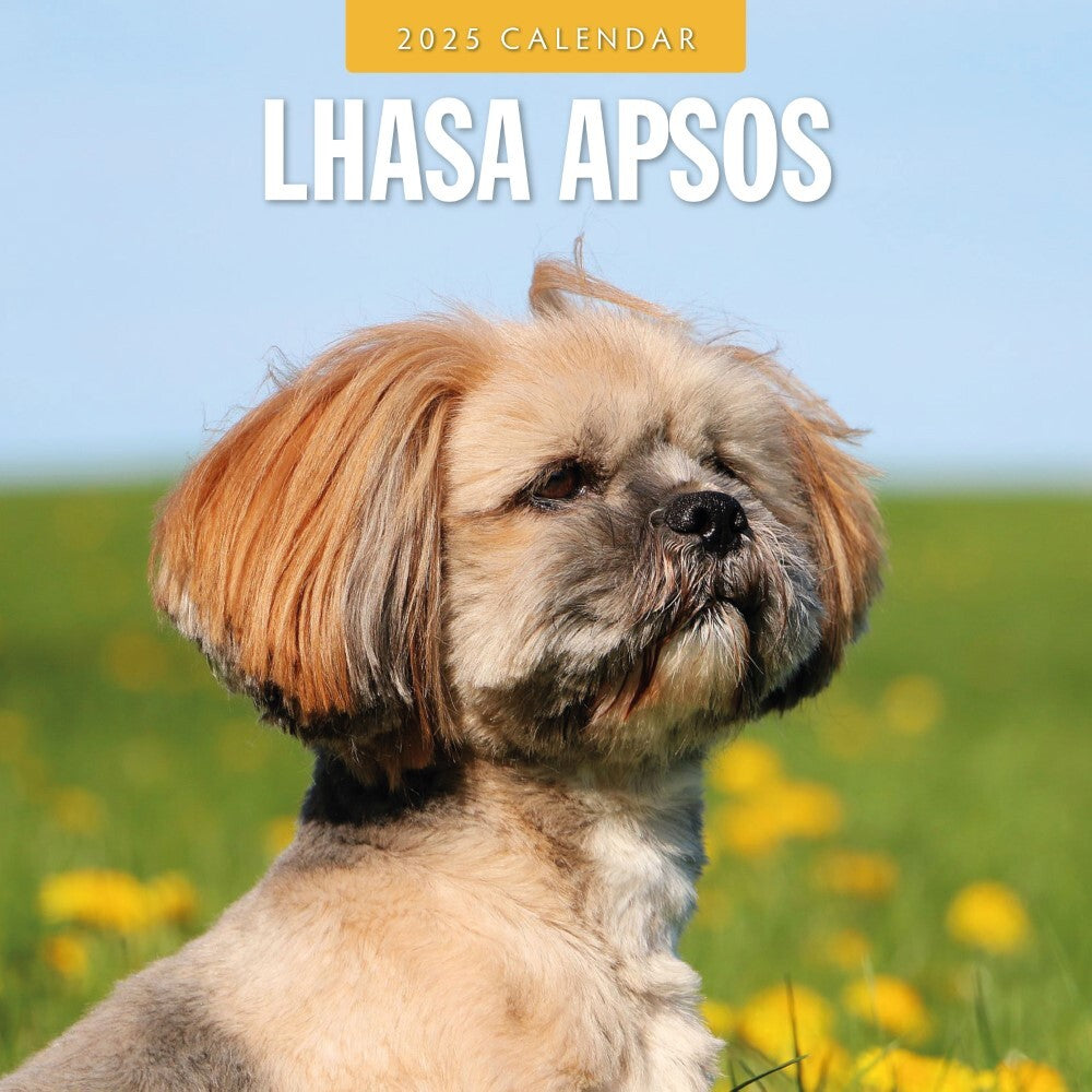 Buy Lhasa Apsos - 2025 Square Wall Calendar Animals 16 Months Premium ...